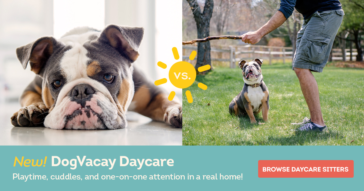 DogVacay | Vacation and Dog Daycare Services